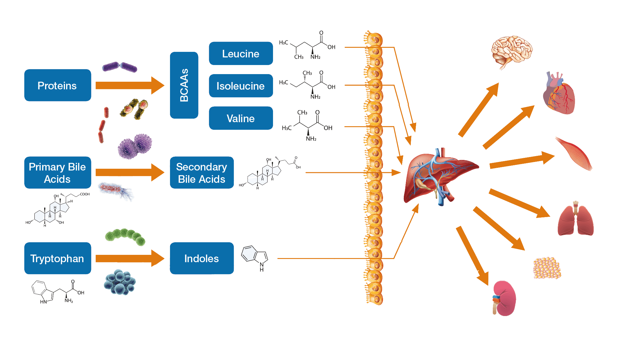 Biocrates MxP Quant 500 Kit - 世翔國際有限公司 代理產品